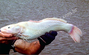 Espécies - Rio Doce Piscicultura - Peixes, Aquicultura, Piscicultura ...